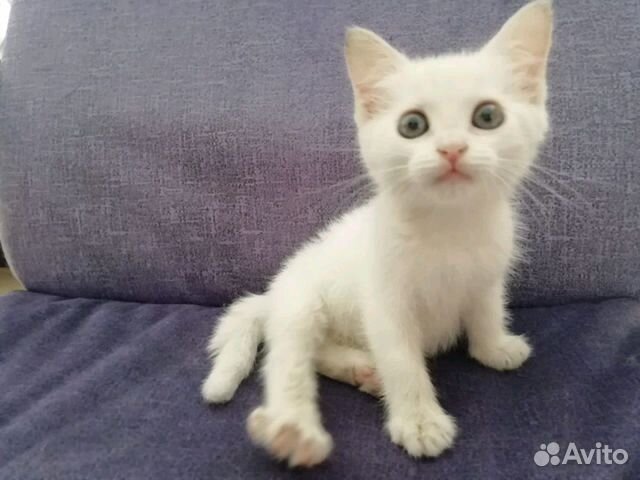 Котенок турецкая ангора