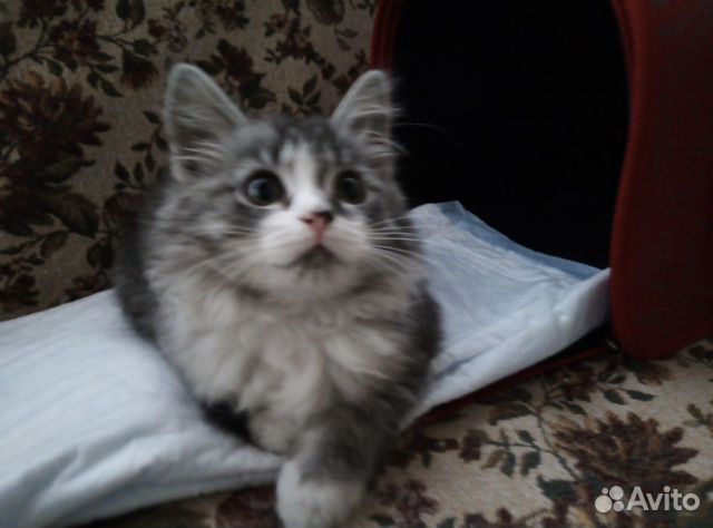 Красивая кошечка котёнок в добрые руки