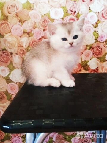 Продам котят драгоценного окраса