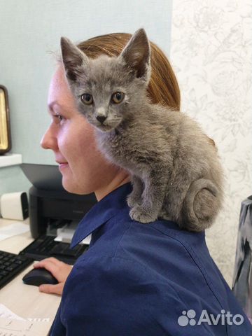 Ласковый котик 2 месяца