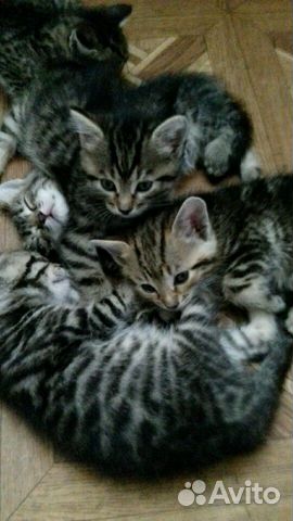 Котятки