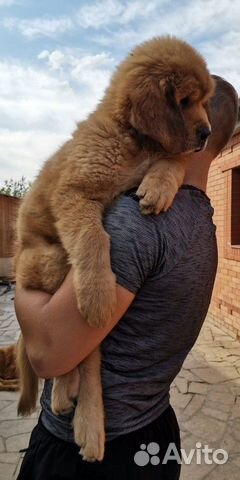 Тибетский Мастиф