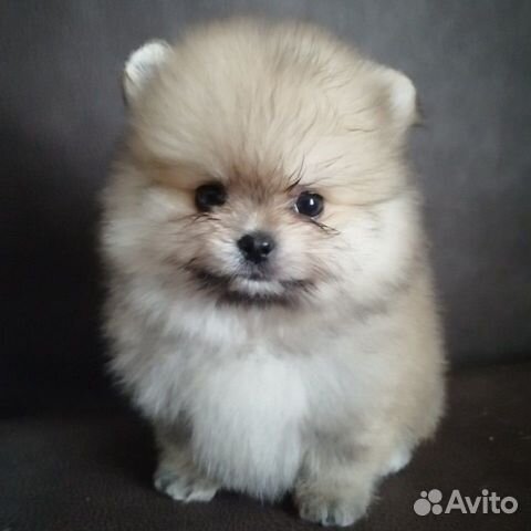 Шпиц девочка