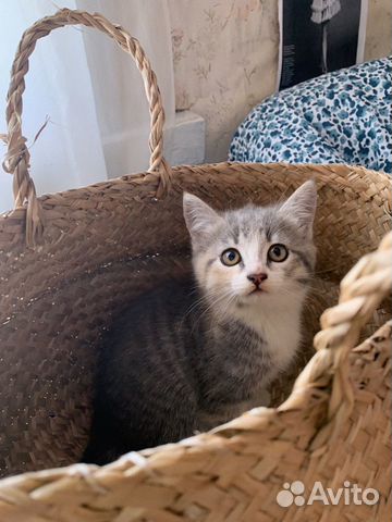 Котёнок