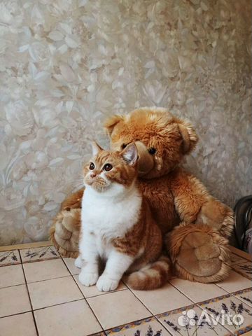 Мордатый британский котёнок