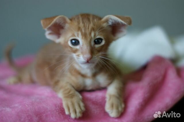 Ориентальные котята