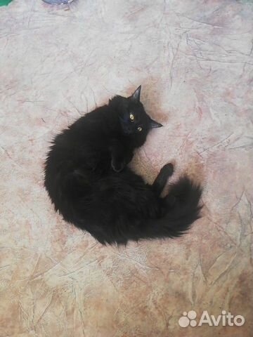 Чёрный кот
