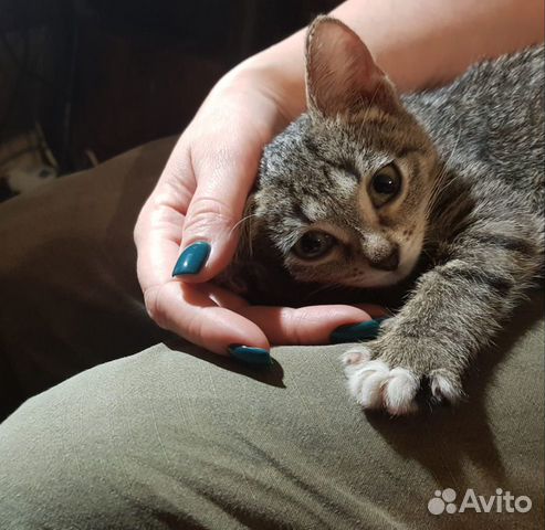 Большеглазое чудо. Ласковый котенок для вас
