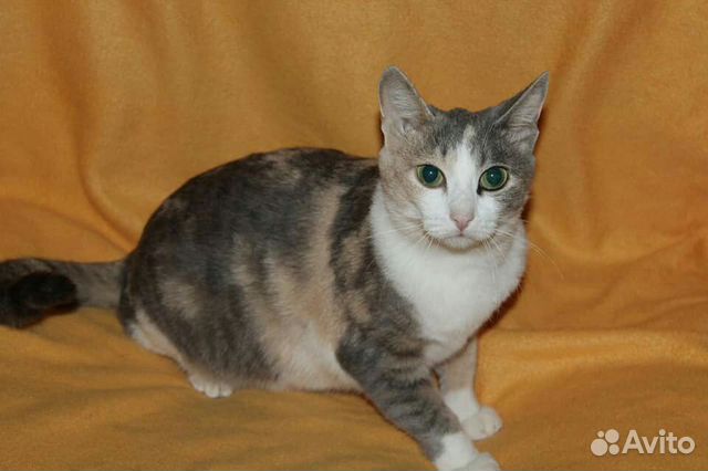 Красотка Элис