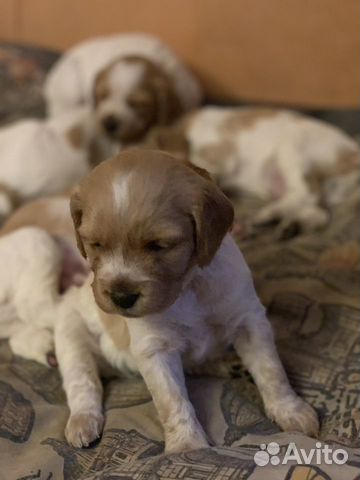 Эпаньон бретон