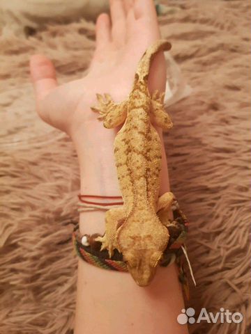 Геккон Бананоед