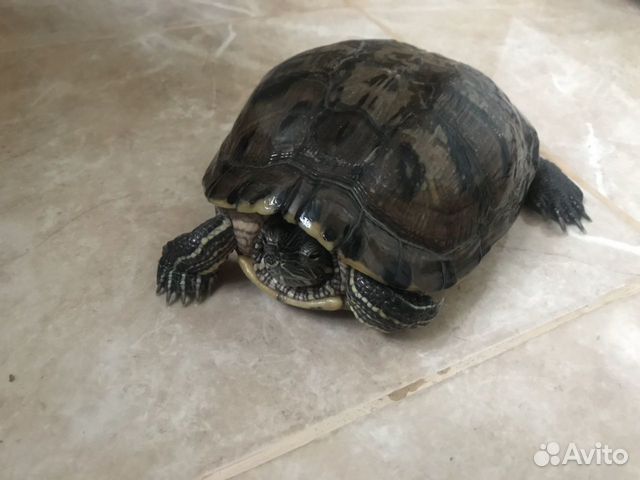 Отдам красноухую черепаху