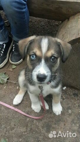 Метис хаски и джек рассела