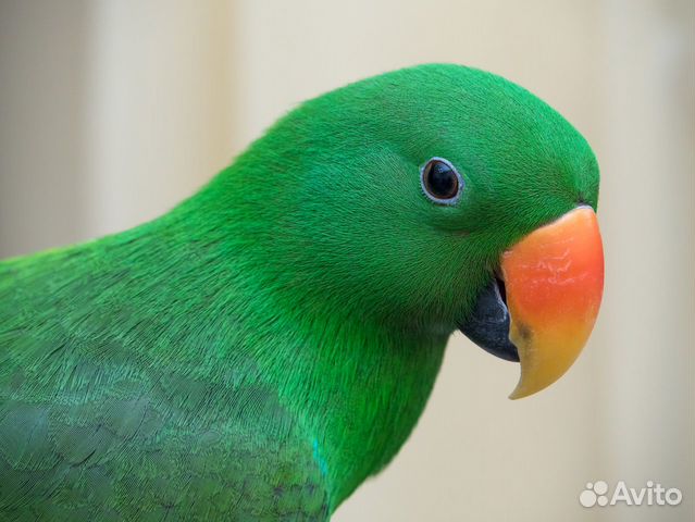 Попугай Эклектус