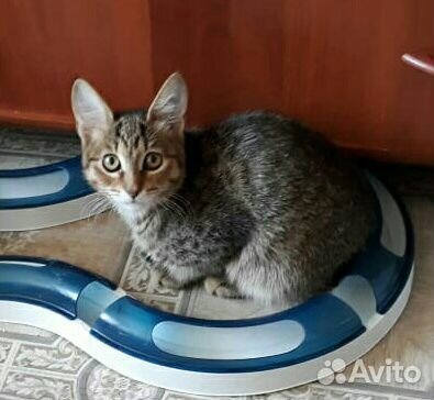 Полосатый котенок по имени Смайлик, 6 месяцев