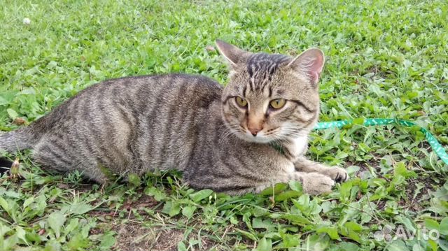 Кот Василий