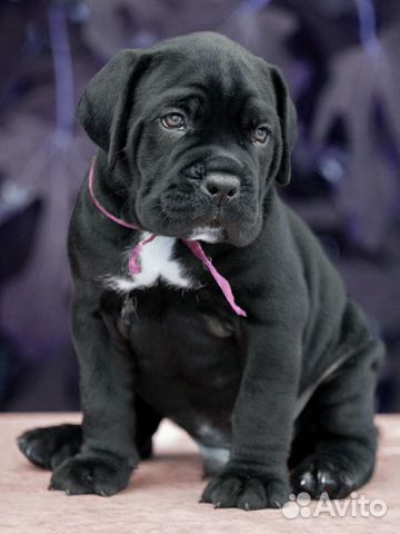 Элитные щенки кане корсо