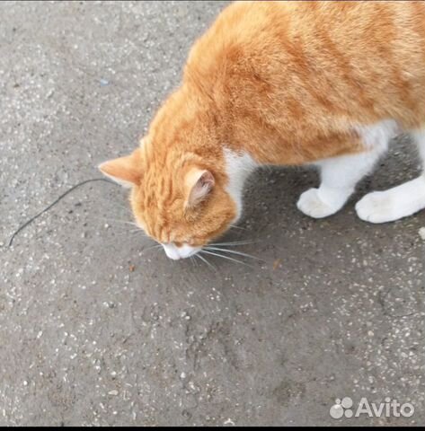 Кот погибает на улице