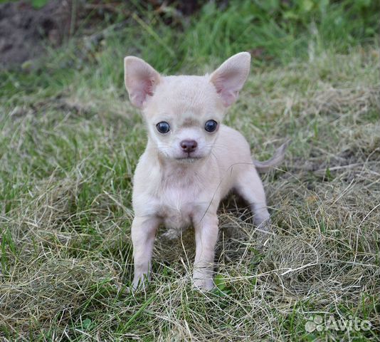 Мальчик мини чихуа