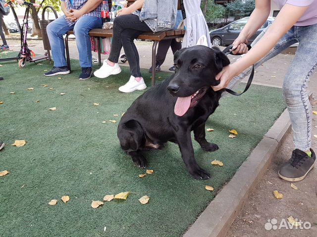 Найден щенок лабрадора