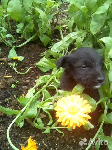 Помесь кокера