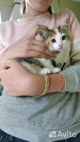 В добрую и любящую семью отладим кошечку 2 месяца