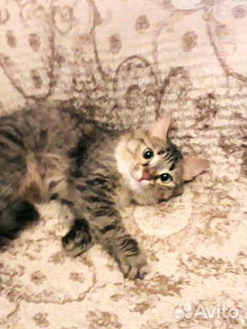 Кошечка Катюша