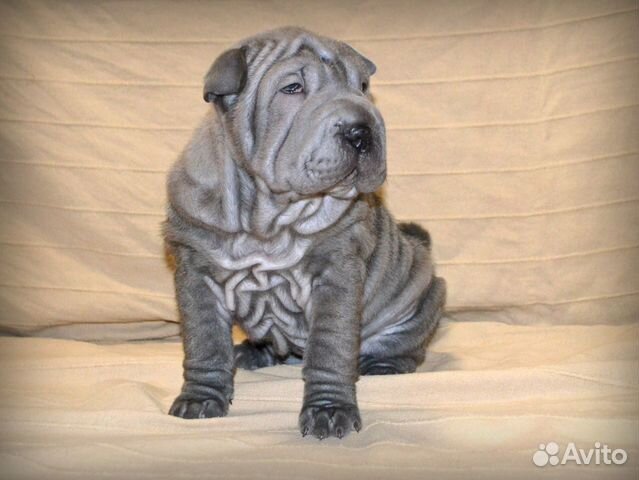 Шарпейчики девочки