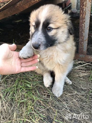 Щенок девочка 1,5 месяца пушистая