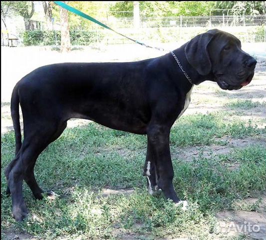 Очень красивый щенок Немецкого дога