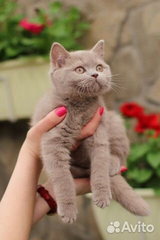 Лиловый,плюшевый шотландский котик