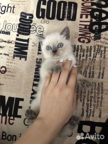 Продаётся чистокровный голубоглазый шотландец