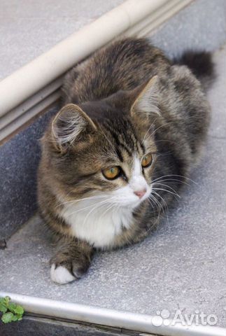 Котенок Гриша для ответственных хозяев