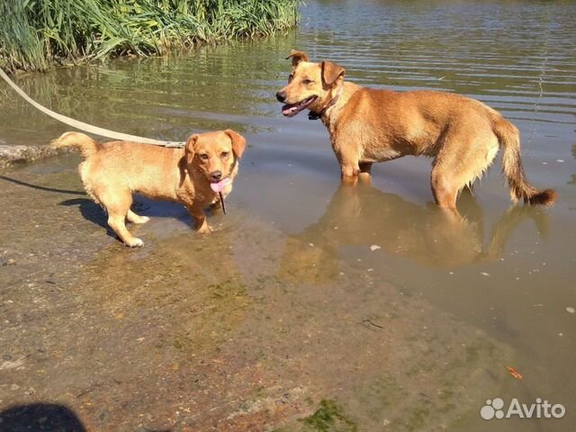 Сладкая парочка Потап и Настя ищет дом