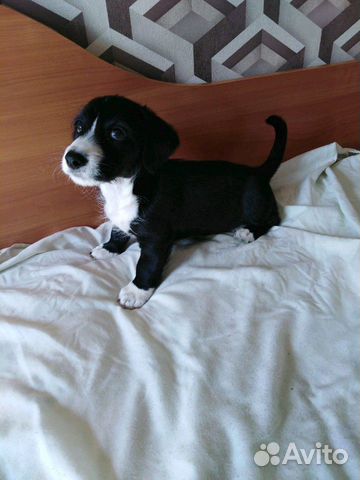 Джек Рассел с Таксой