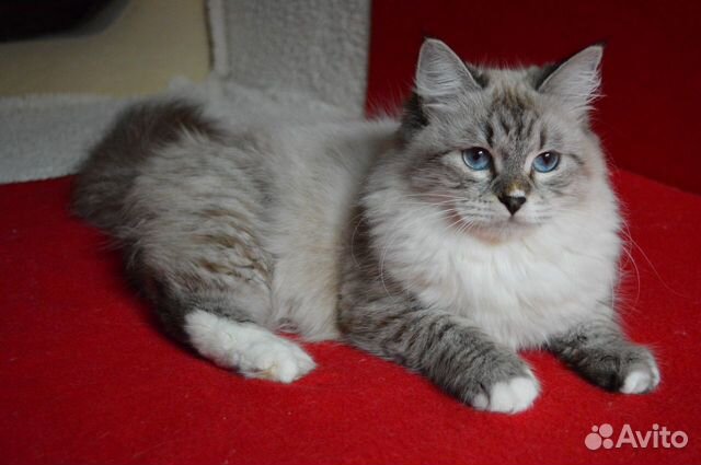 Невская юная кошечка