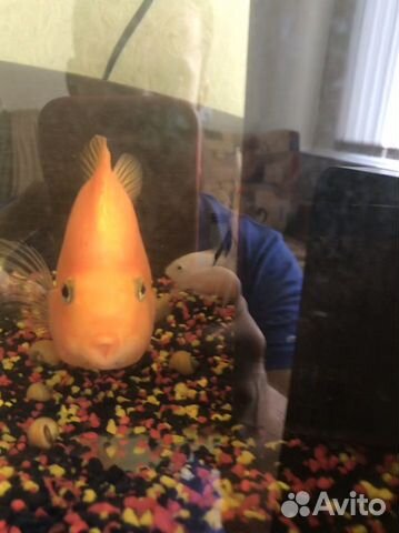 Японский попугай