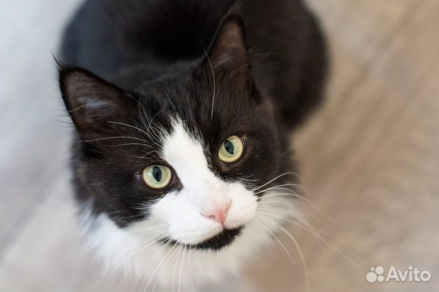 Шикарный котик Марсель в дар