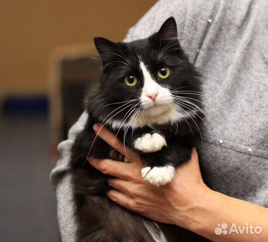Пушистая кошка в добрые руки