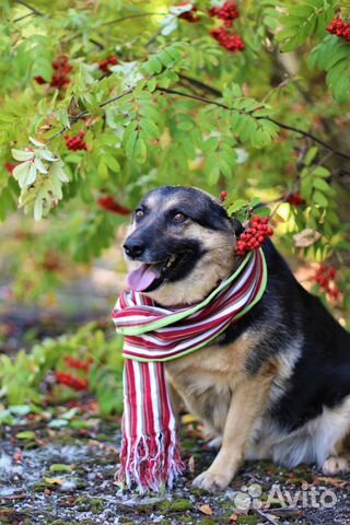 Колобок ищет дом