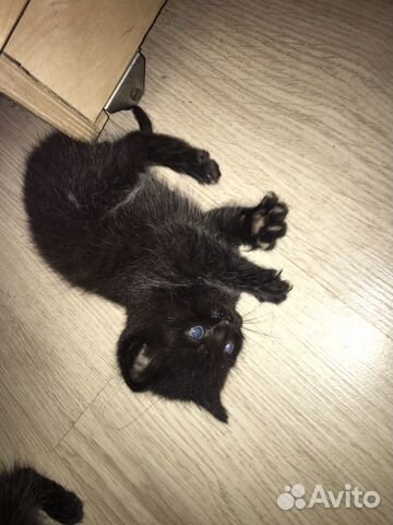 Отдаю котят (смесь с персом)