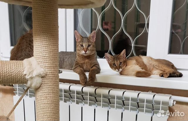 Чаузи ф1 большой мальчик