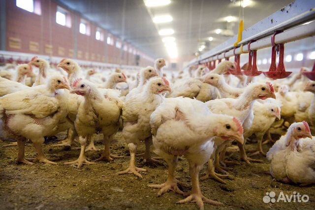 Бройлеры 45 дневные