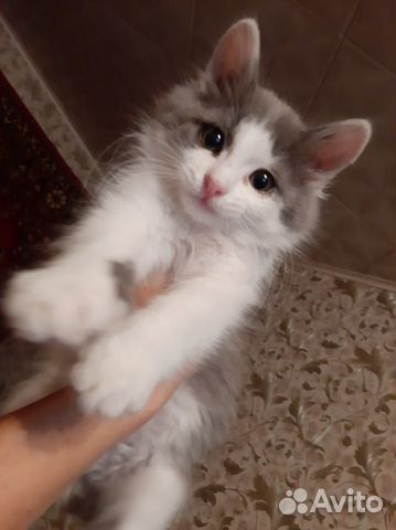 Котенок Маркус