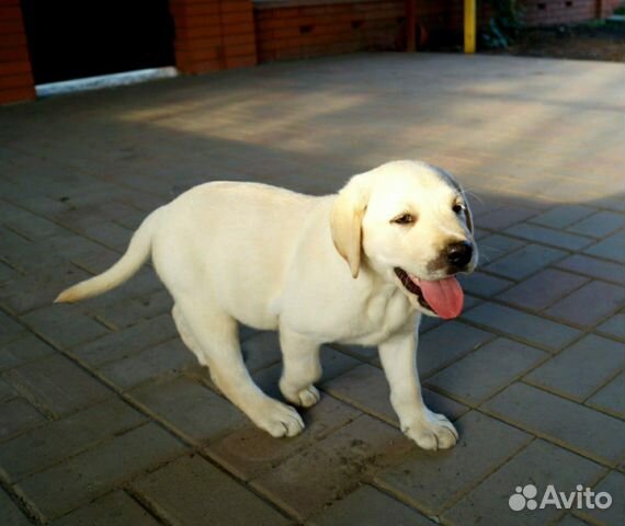 Щенок лабрадора