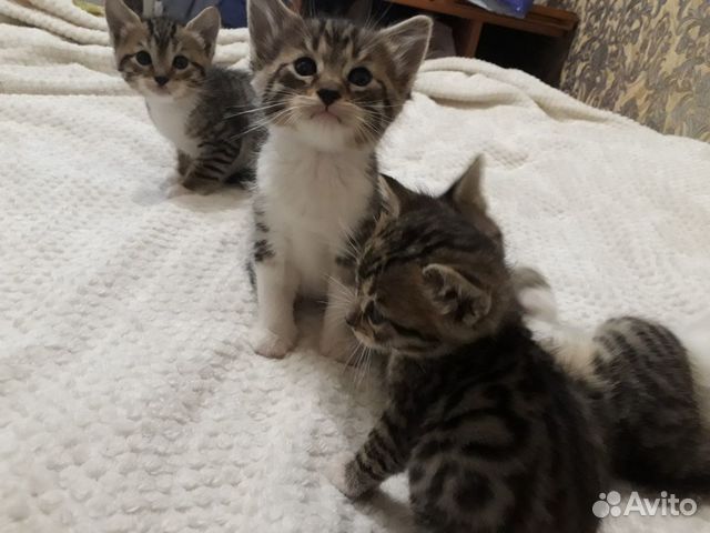 Маленькие полубенгалята