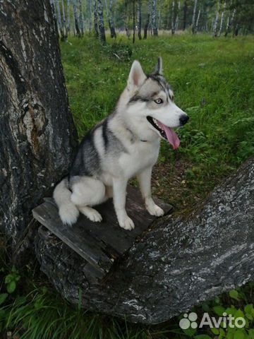Кобель хаски ищет подругу