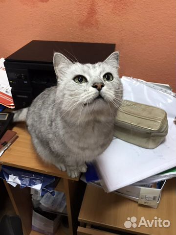 Кот бесплатно