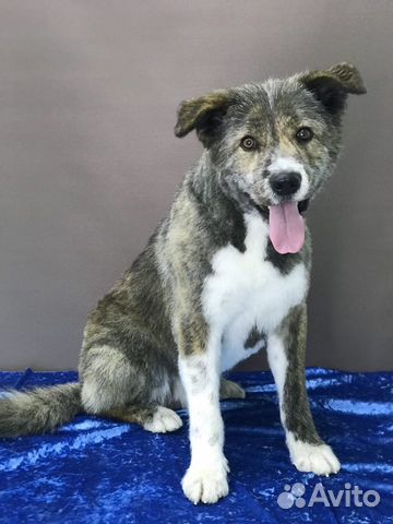 Потеряшка, которого так и не нашли, ищет дом