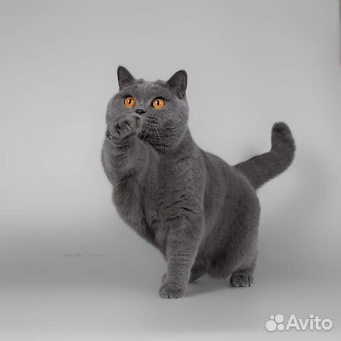 Молодая британская кошечка шоу-класса из питомника